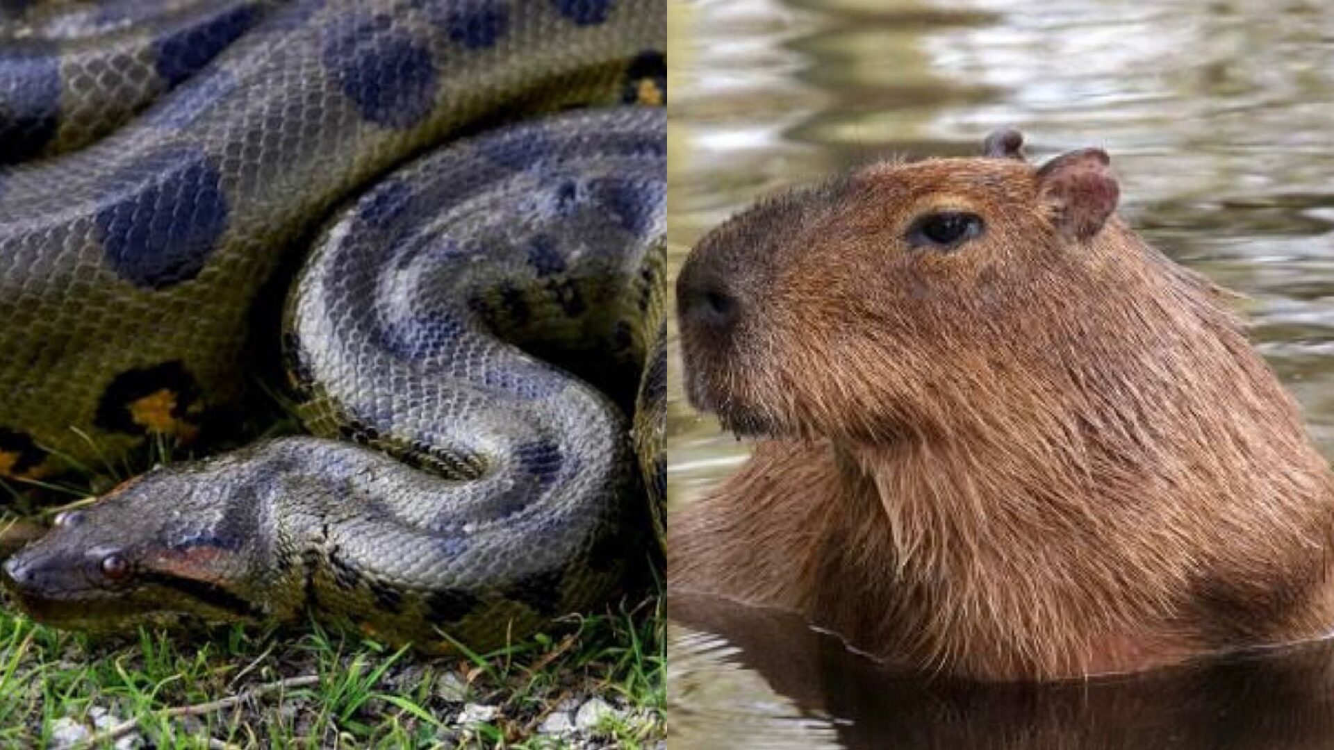 Sucuri no Pantanal digerindo capivara é registrada por pescador; veja ...