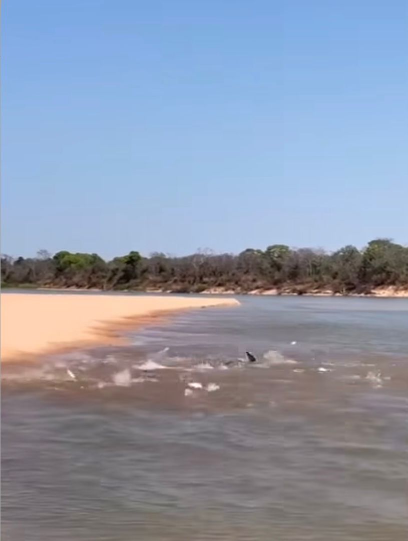 Pescadores registram onda de cardume de peixes no Rio Araguaia; veja ...