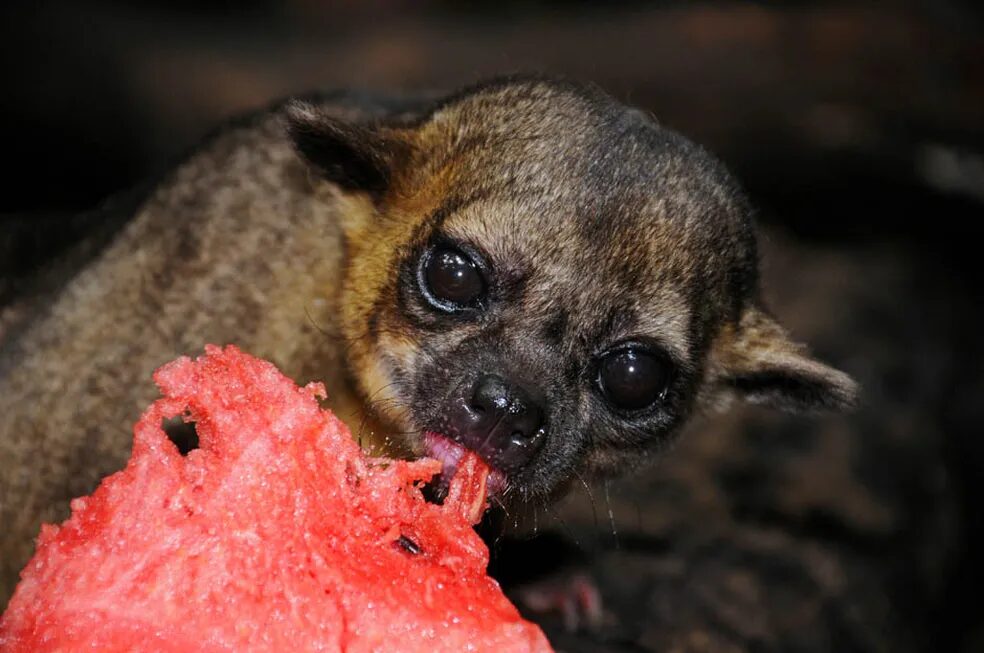 Mamífero raro resgatado em Campo Verde: conheça o jupará e sua ...