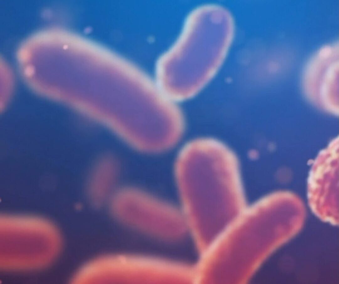 Cientistas alertam para risco global de super bactéria resistente a ...