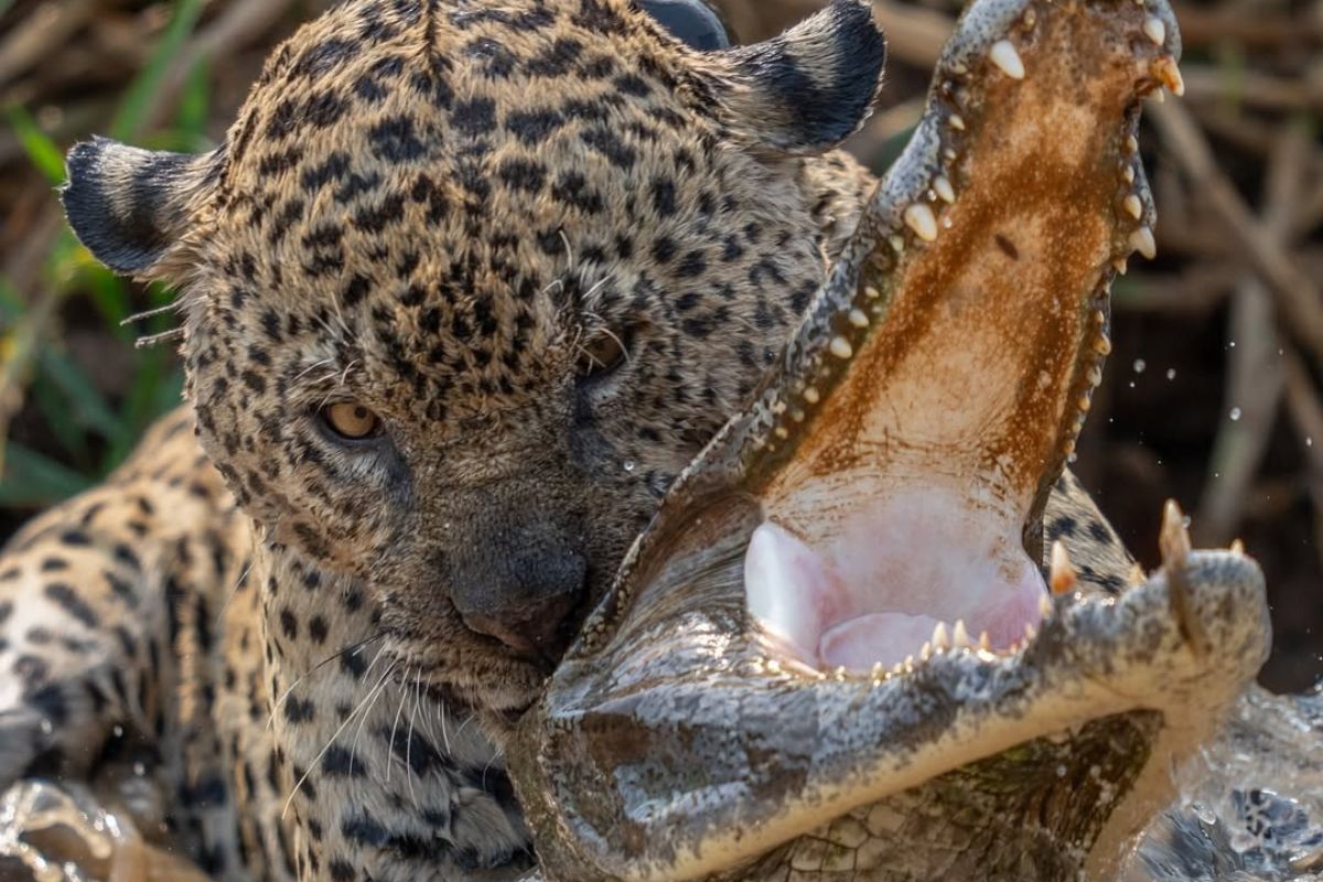 Onça-Pintada Ousado dá show de caça no Pantanal; veja vídeo - O ...