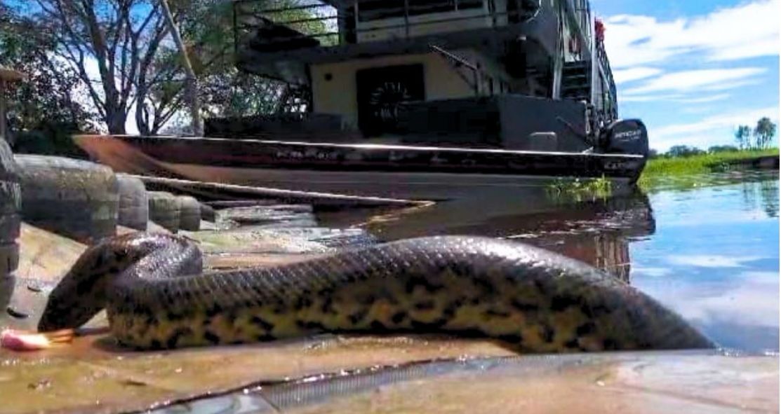Guia turístico registra sucuri-amarela deslizando para pegar pescado às ...