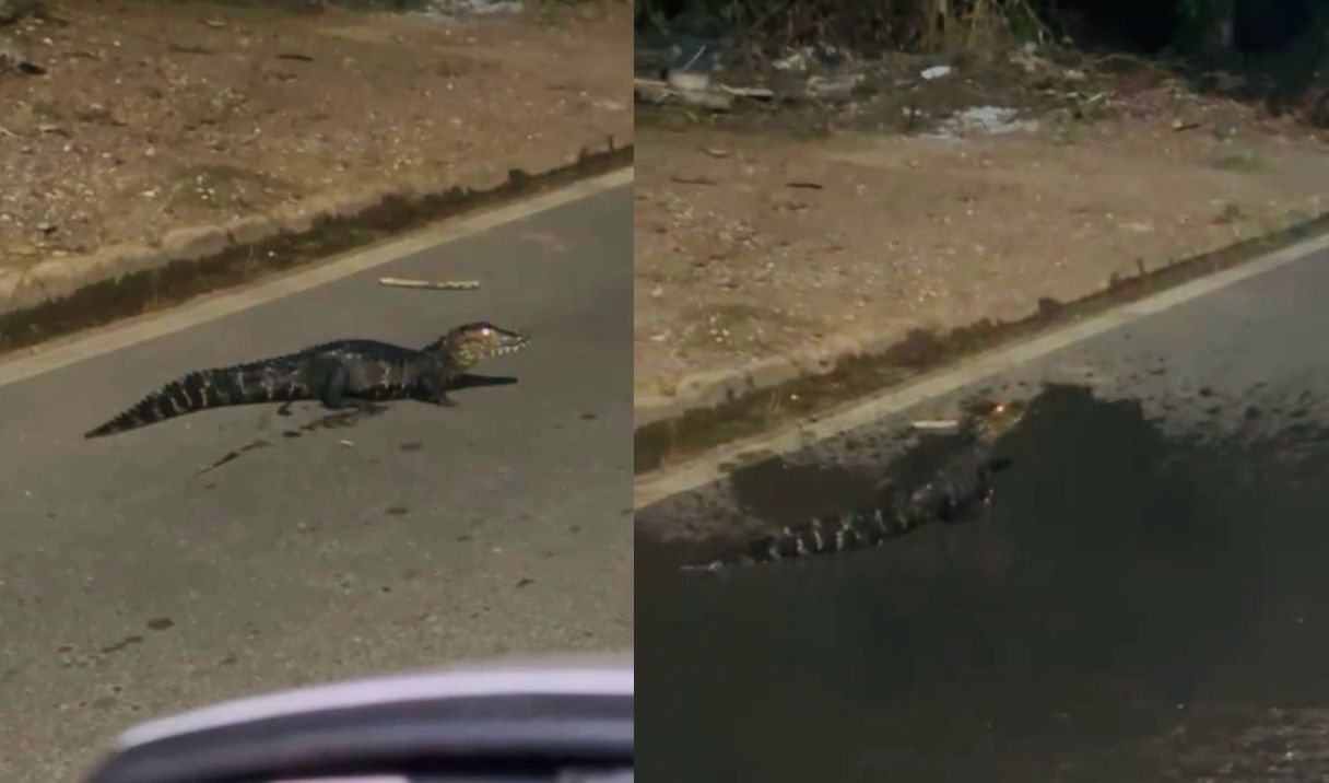 Filhote de jacaré surpreende moradores ao ser flagrado andando em rua ...