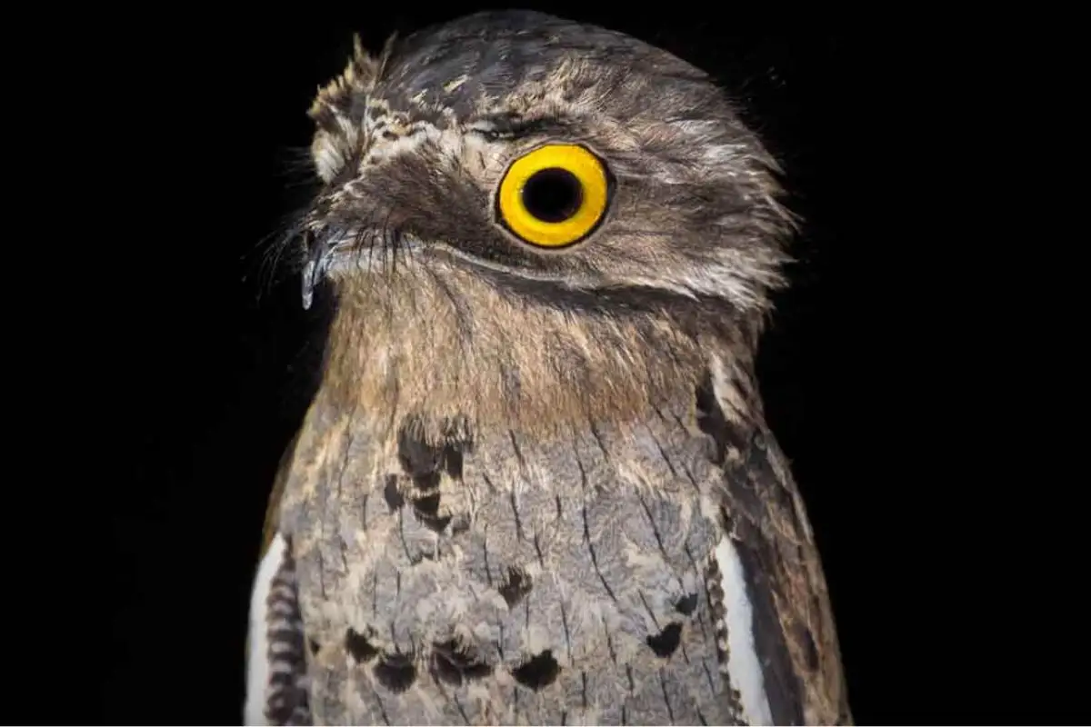 Urutau conhecido por anunciar tragédias é flagrado em plena luz do dia ...