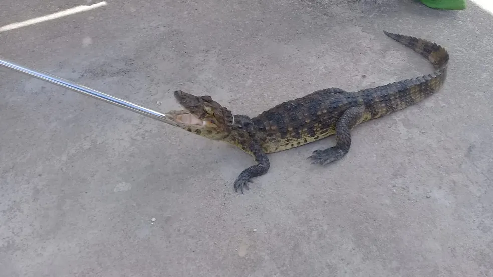 Moradores encontram jacaré em frente de casa e resgate mobiliza ...