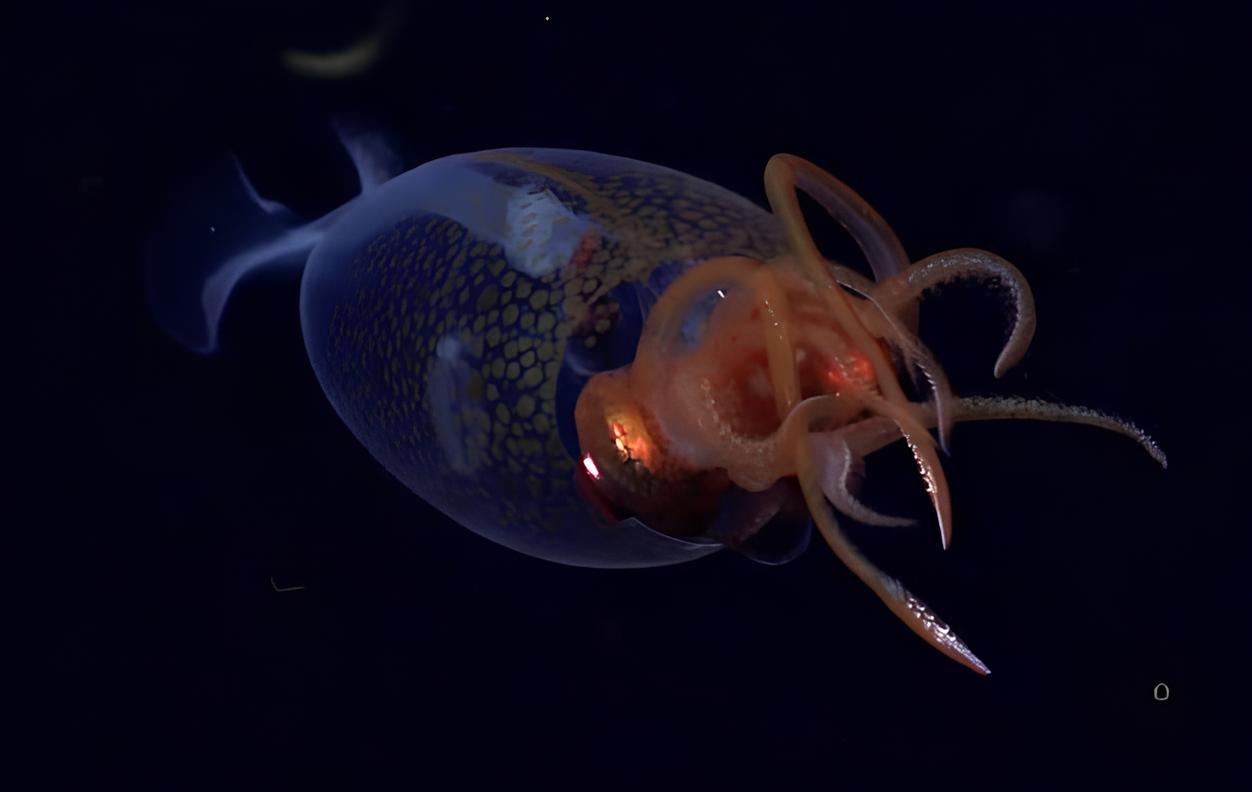 Lula-colossal é filmada em mar profundo pela primeira vez; veja vídeo ...