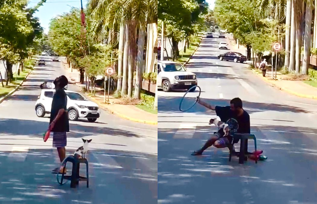 Homem e cachorro realizam apresentação surpreendente em semáforo no ...