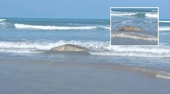 Leão-marinho surge em praia de SP e rouba a cena; veja vídeo - O ...