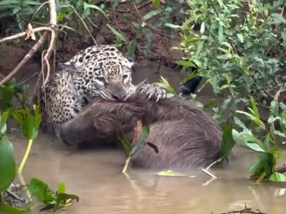 Vídeo revela a habilidade da onça-pintada ao predar capivara às margens ...
